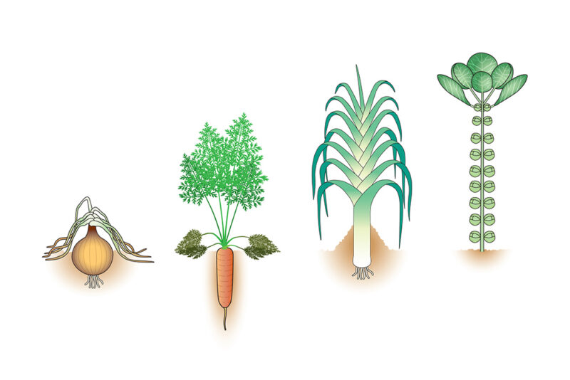 Vegetable growth stage illustrations – Nerd Design
