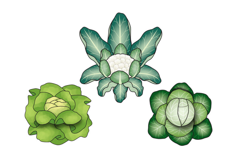 Vegetable growth stage illustrations – Nerd Design